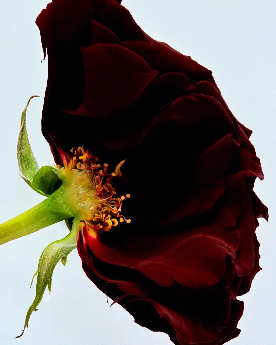 Byronic Hero – Ode To Perfume